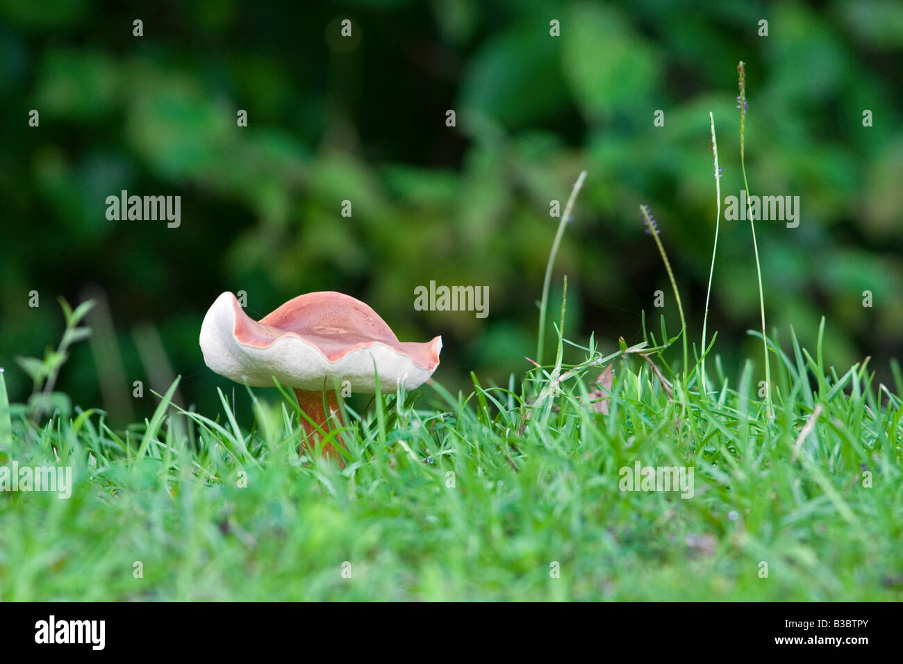 Short mushroom hi-res stock photography and images - Alamy
