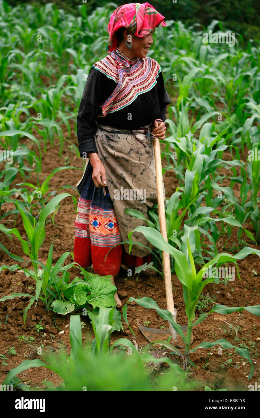 Hmong tribe woman working hi-res stock photography and images - Alamy