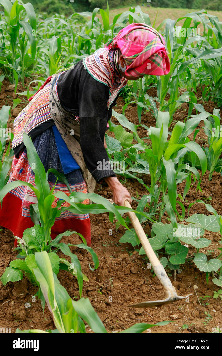 Hmong tribe woman working hi-res stock photography and images - Alamy