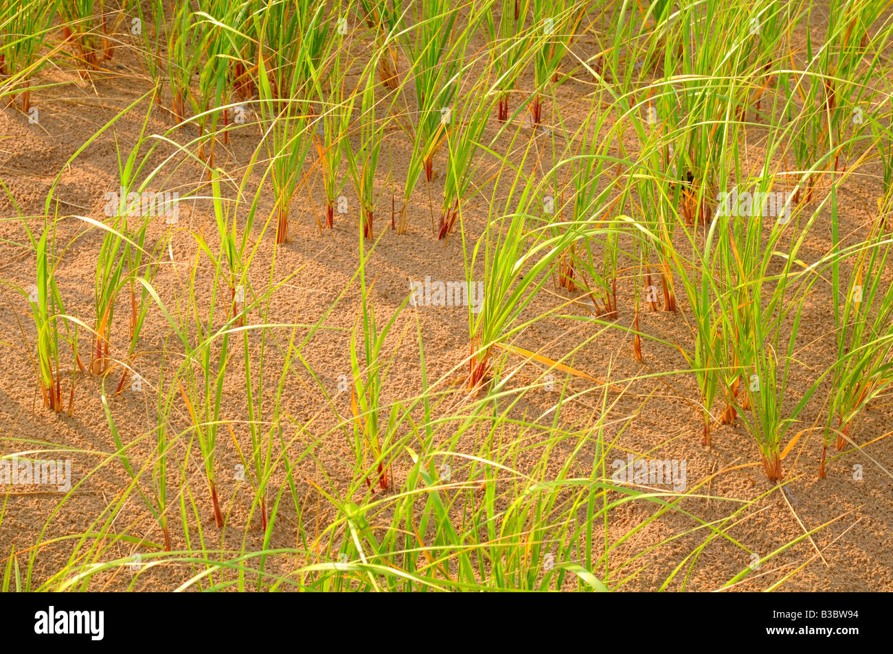 Shore grass on a beach Stock Photo - Alamy