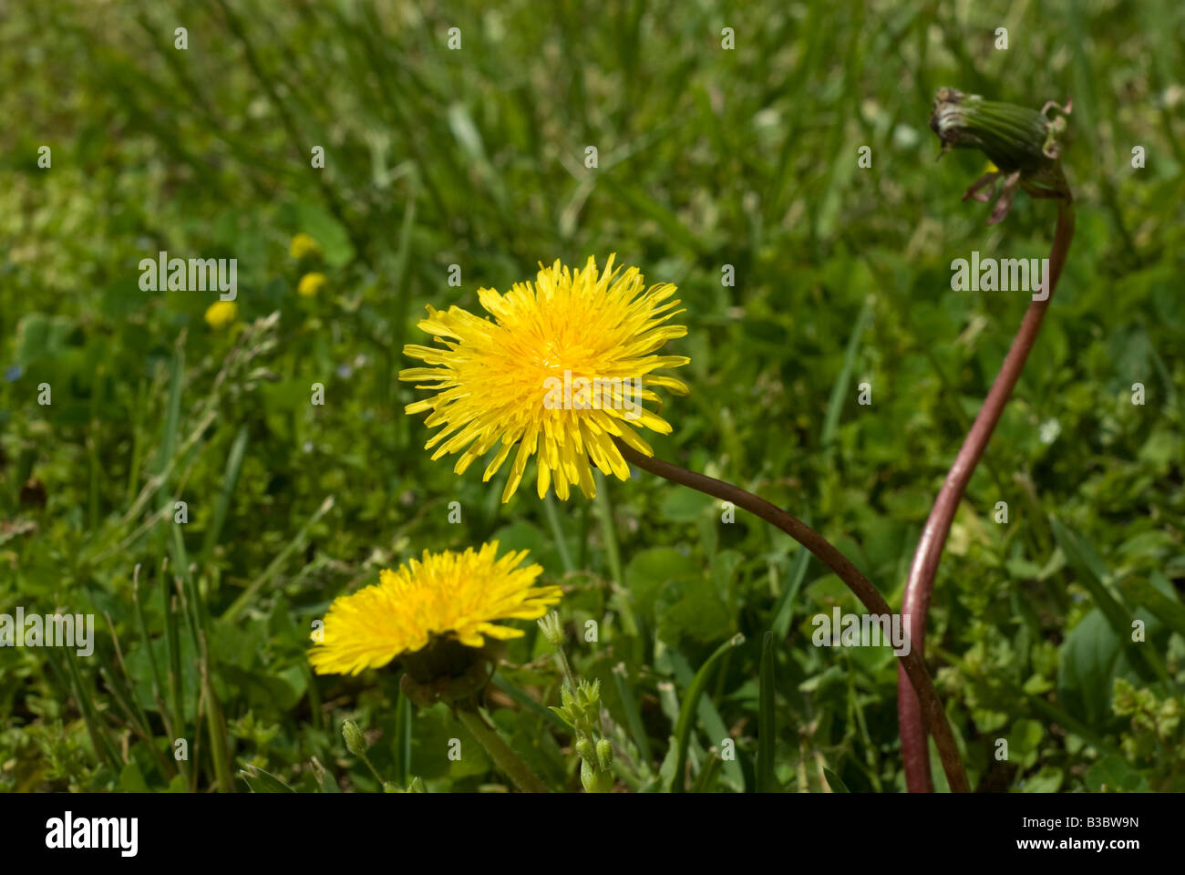 Dandelions sprout from green grass Stock Photo - Alamy