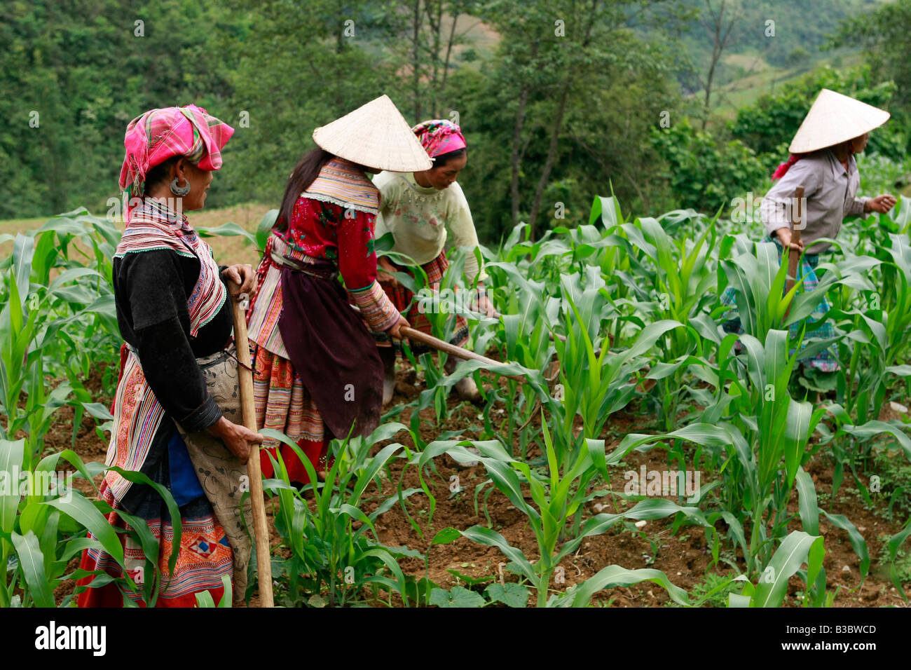 Flower Hmong tribeswomen working in the fields, Ha Giang Province ...