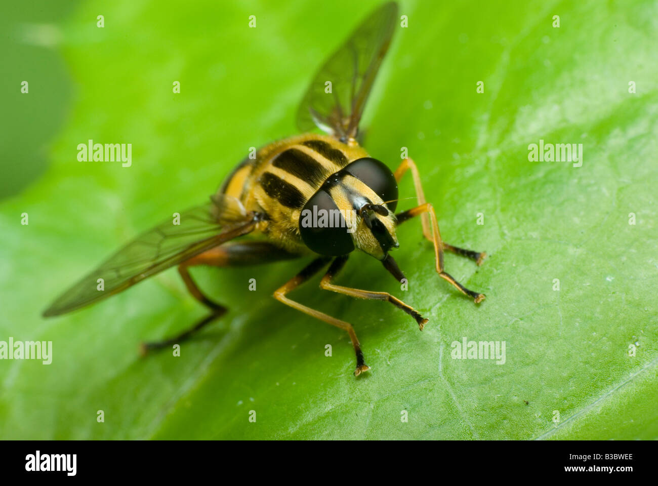 Syrphid flies hi-res stock photography and images - Alamy