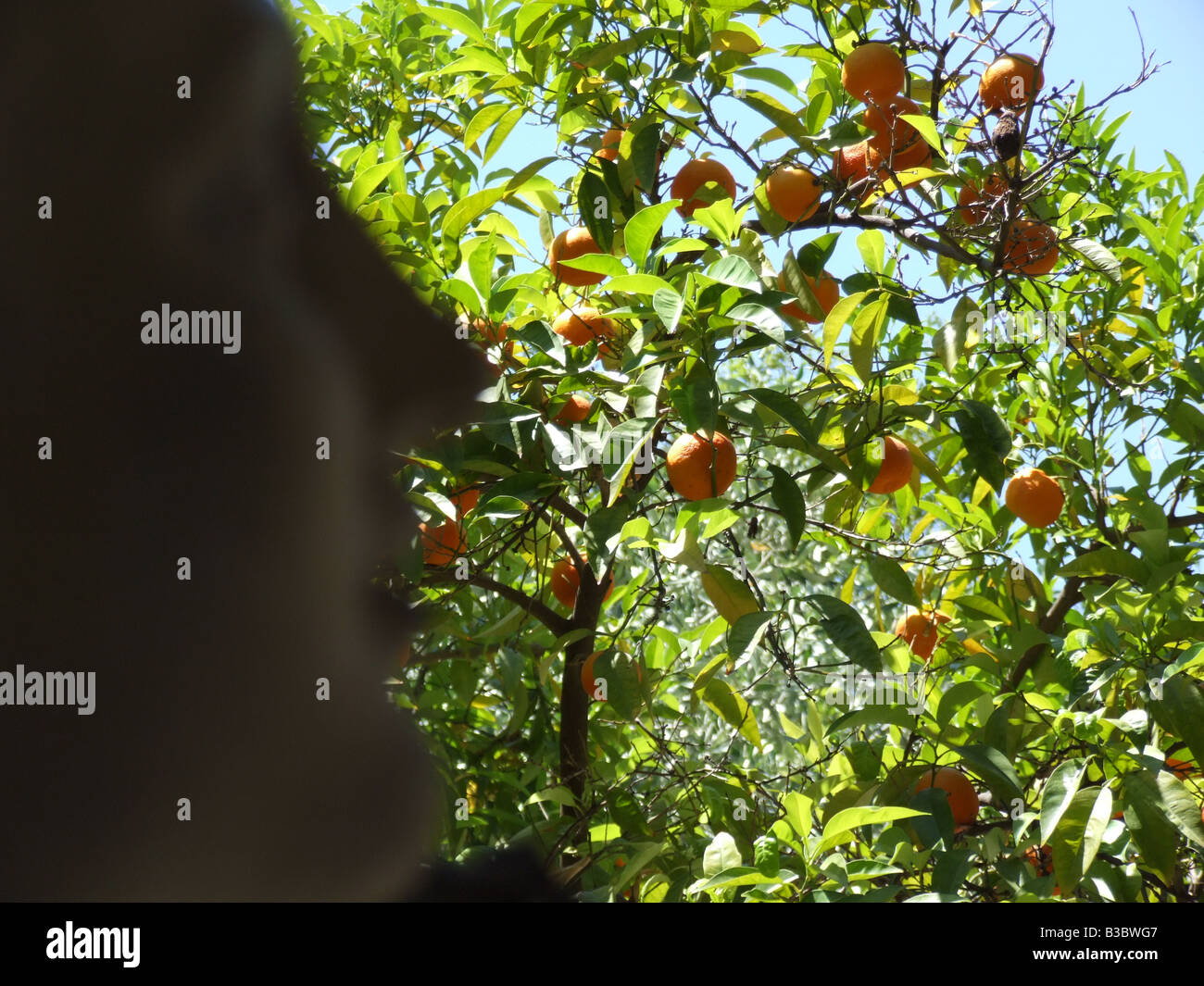 detail of orange tree and statue in countryside Stock Photo - Alamy