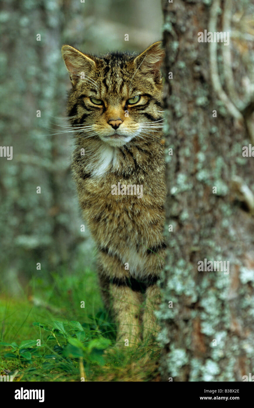 Scottish Wild Cat Felis silvestris sitting beside a fir tree in a ...