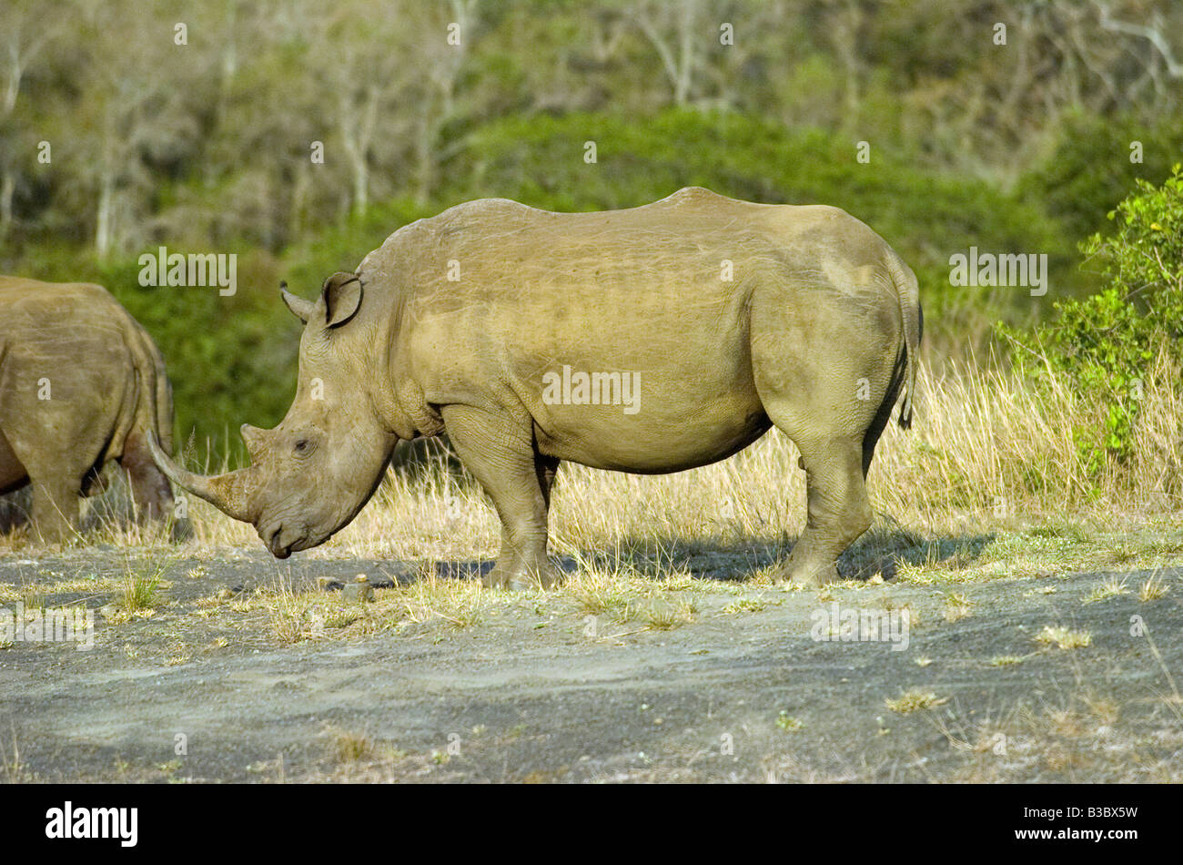 A rhino in Africa Stock Photo - Alamy