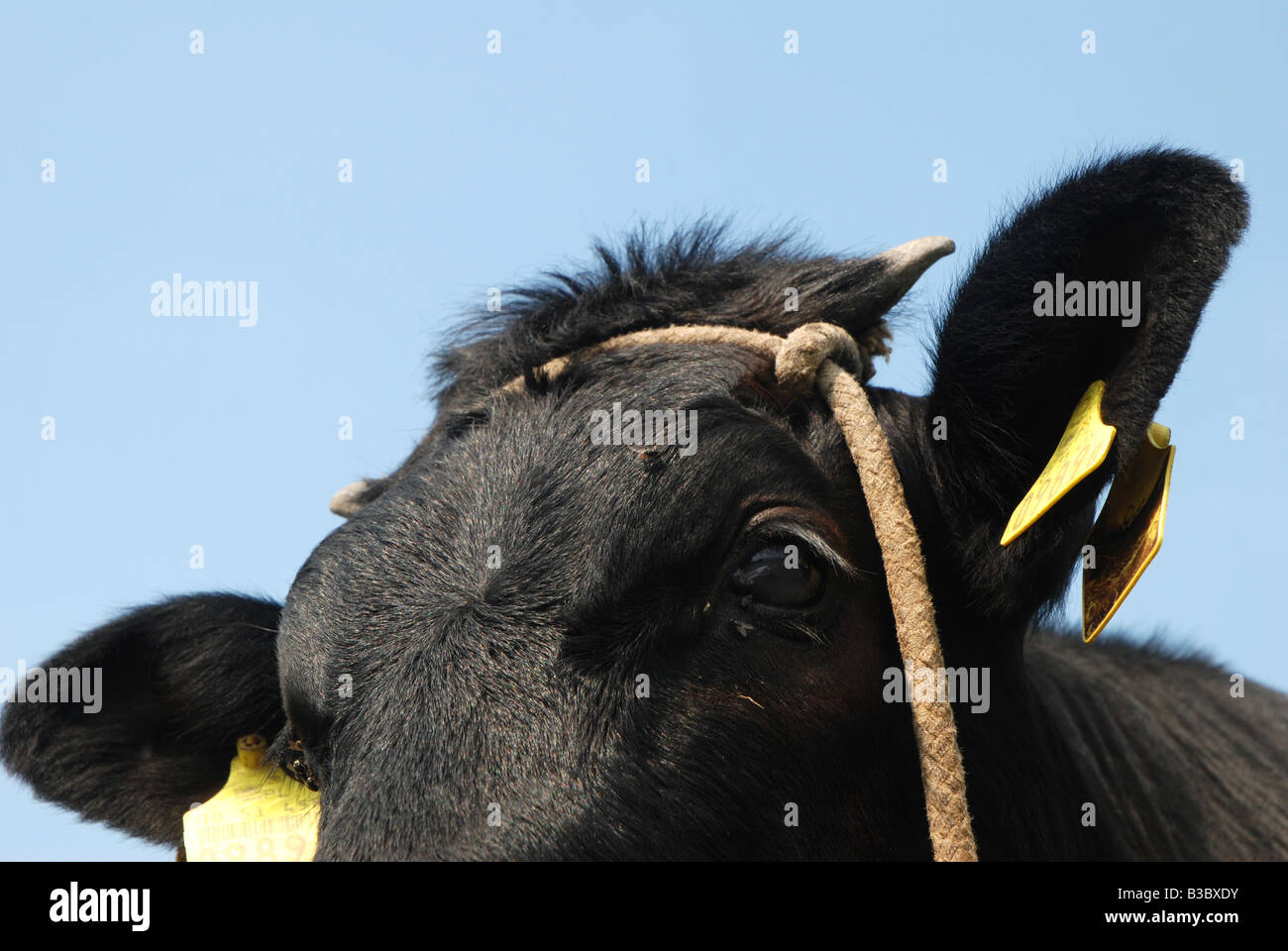 Marked cow hi-res stock photography and images - Alamy