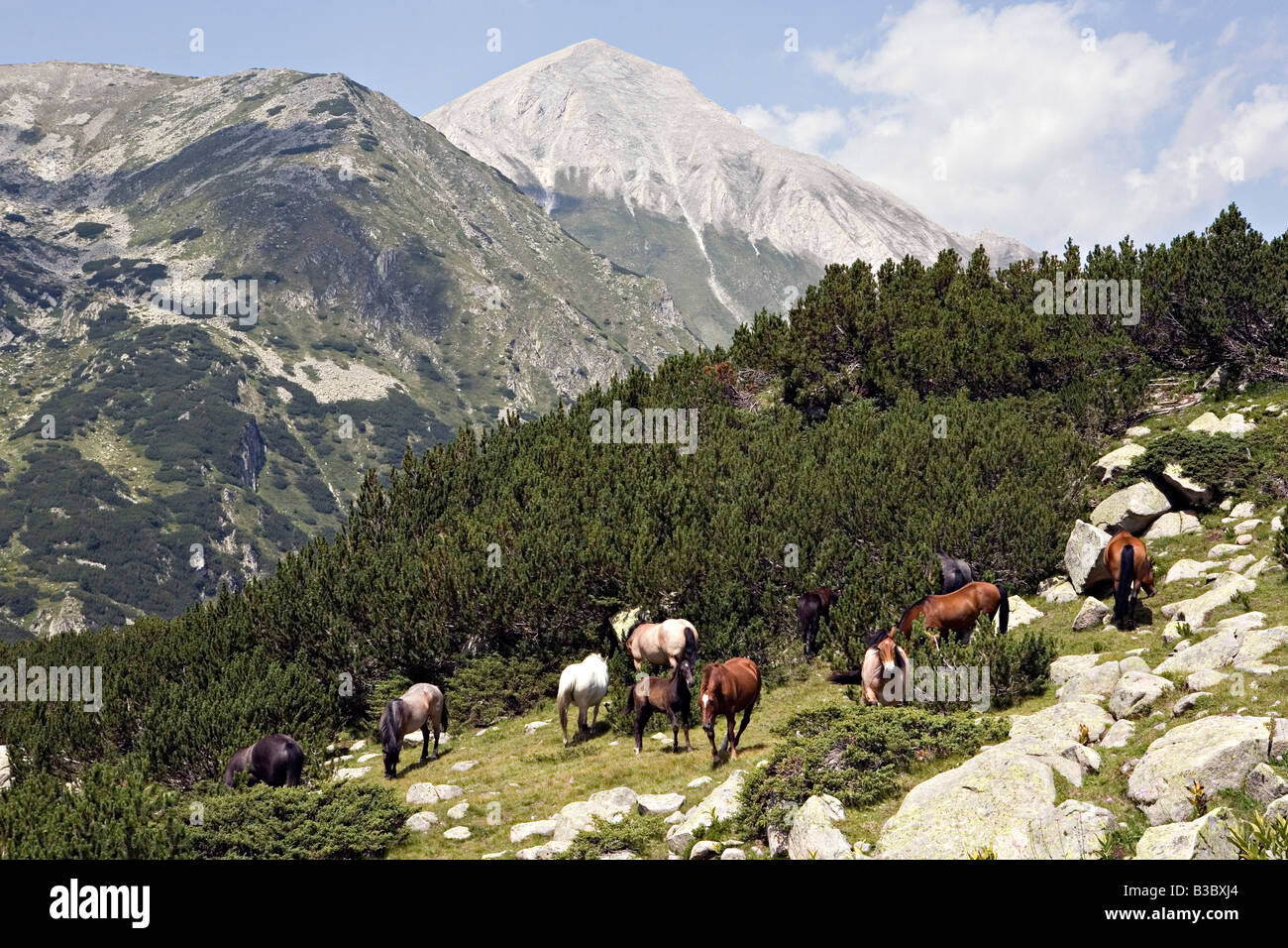 Pasturage hi-res stock photography and images - Alamy