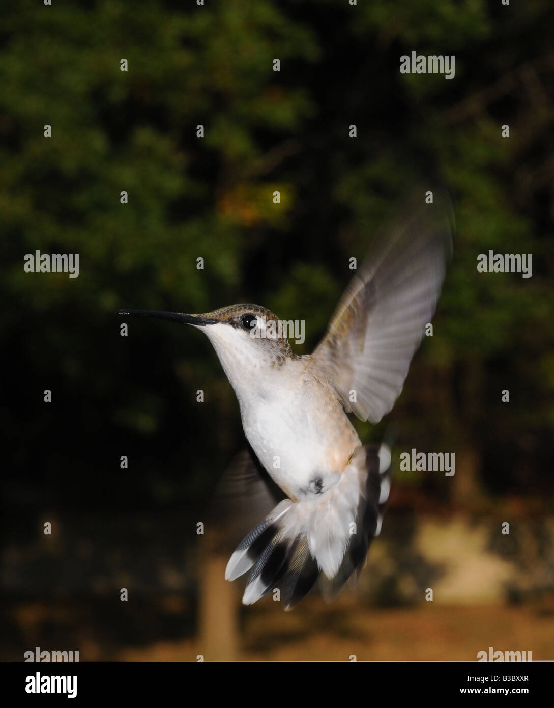 Female hummingbird hi-res stock photography and images - Alamy