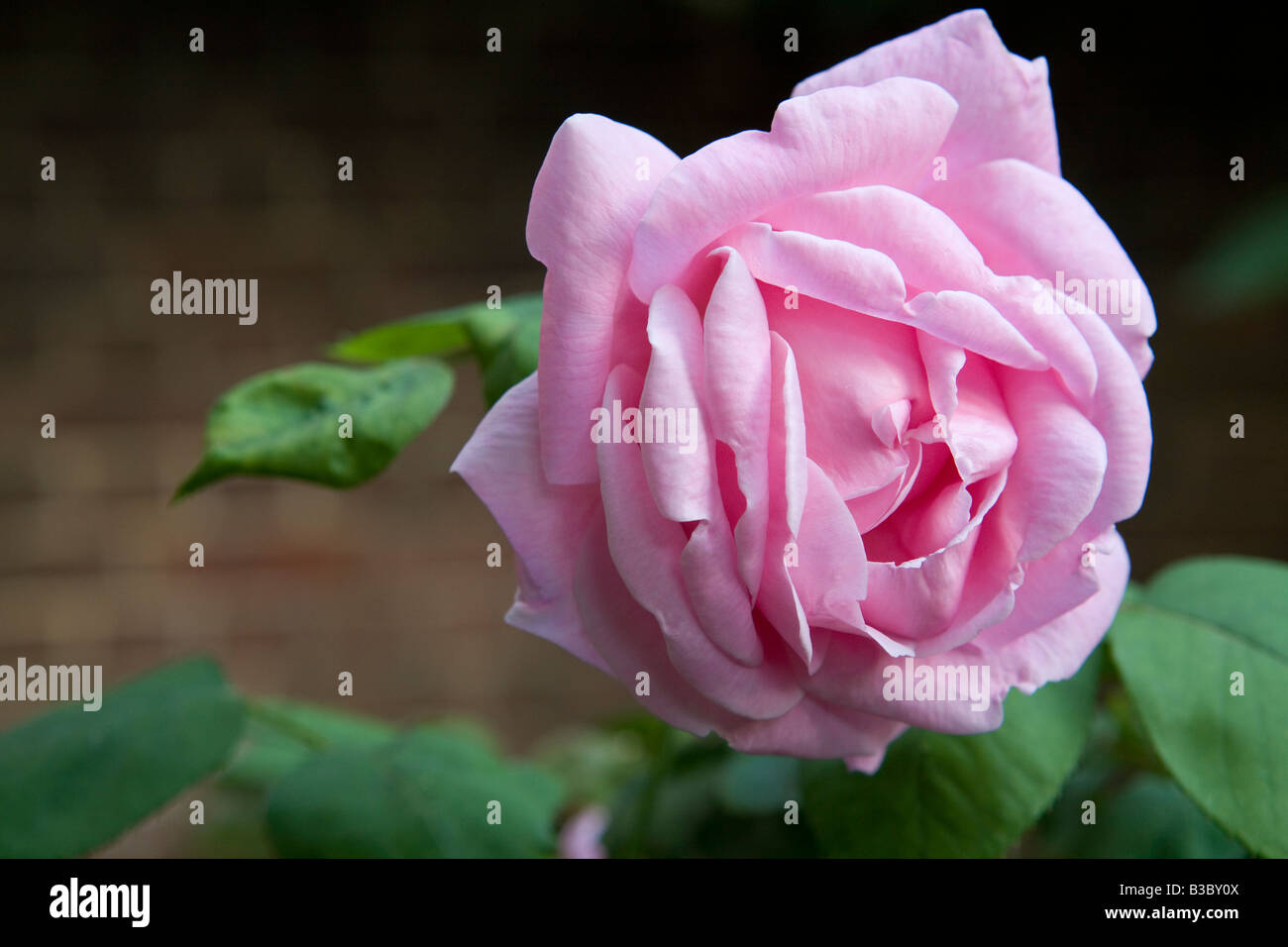 A rose flower in spring Stock Photo - Alamy