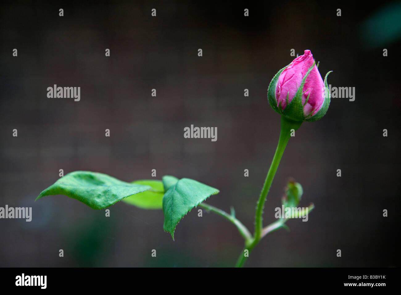 A rose flower in spring Stock Photo - Alamy