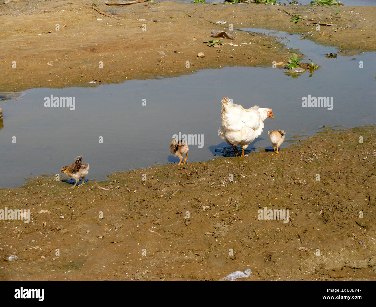 A hen with chicks on the shores of Lake Victoria, Uganda Stock Photo ...