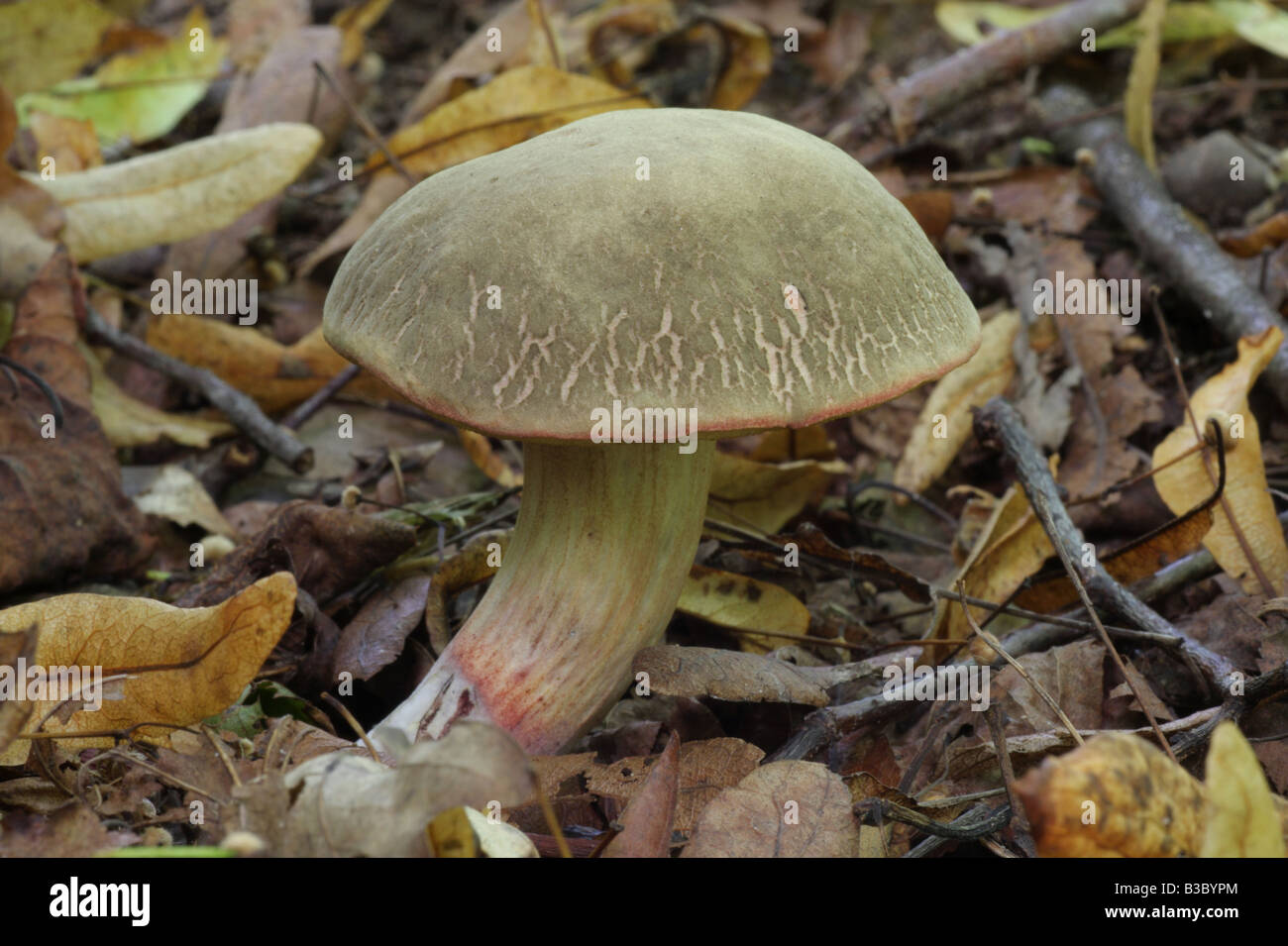 Red Cracking Bolete - Boletus chrysenteron Stock Photo - Alamy