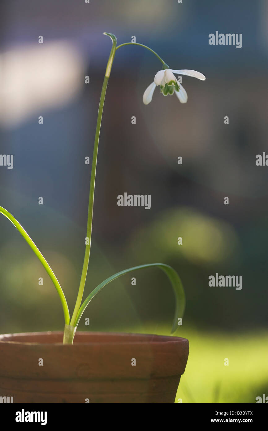 Snowdrop in pot hi-res stock photography and images - Alamy