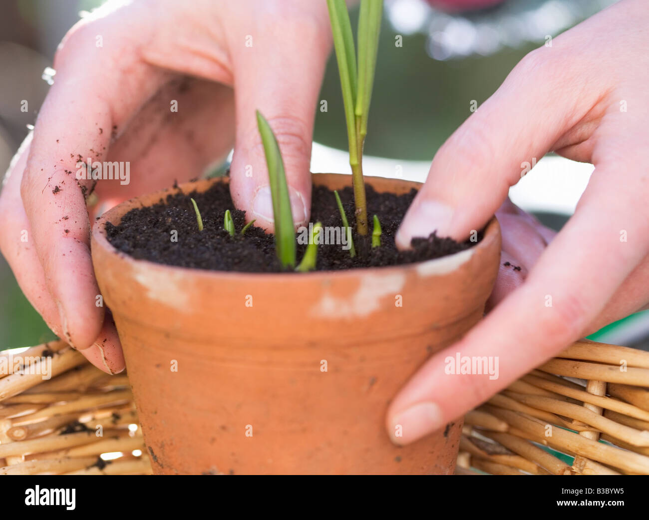 A person potting a plant Stock Photo - Alamy