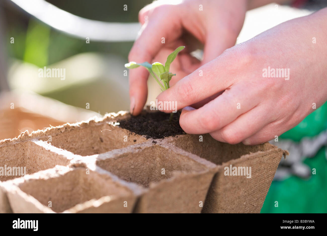 Plants being potted in cardboard pots Stock Photo - Alamy