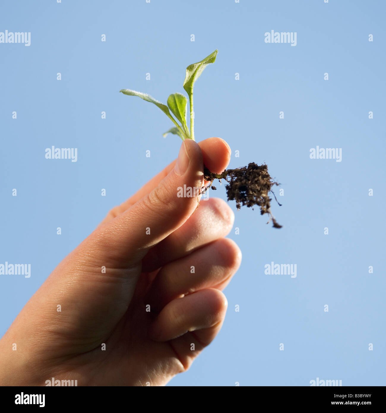 A hand holding up a young plant with roots Stock Photo - Alamy