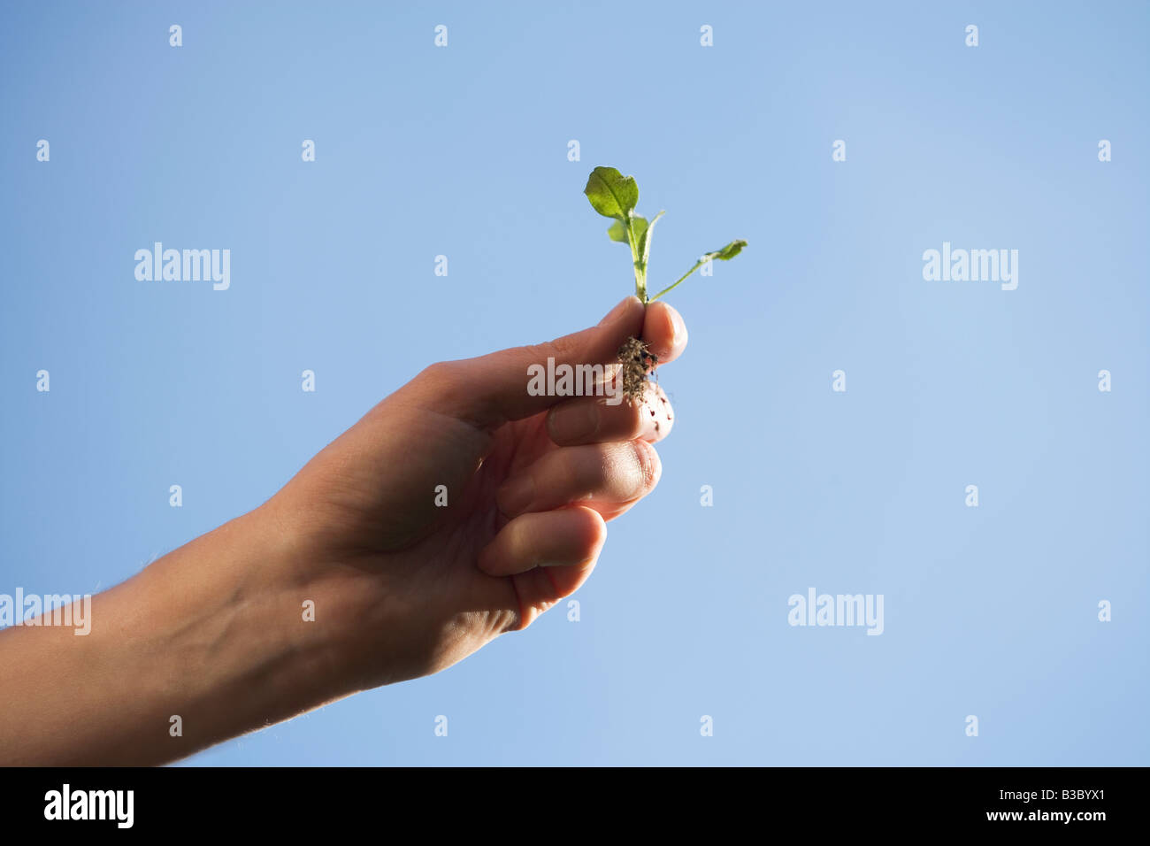 A hand holding up a young plant with roots Stock Photo - Alamy