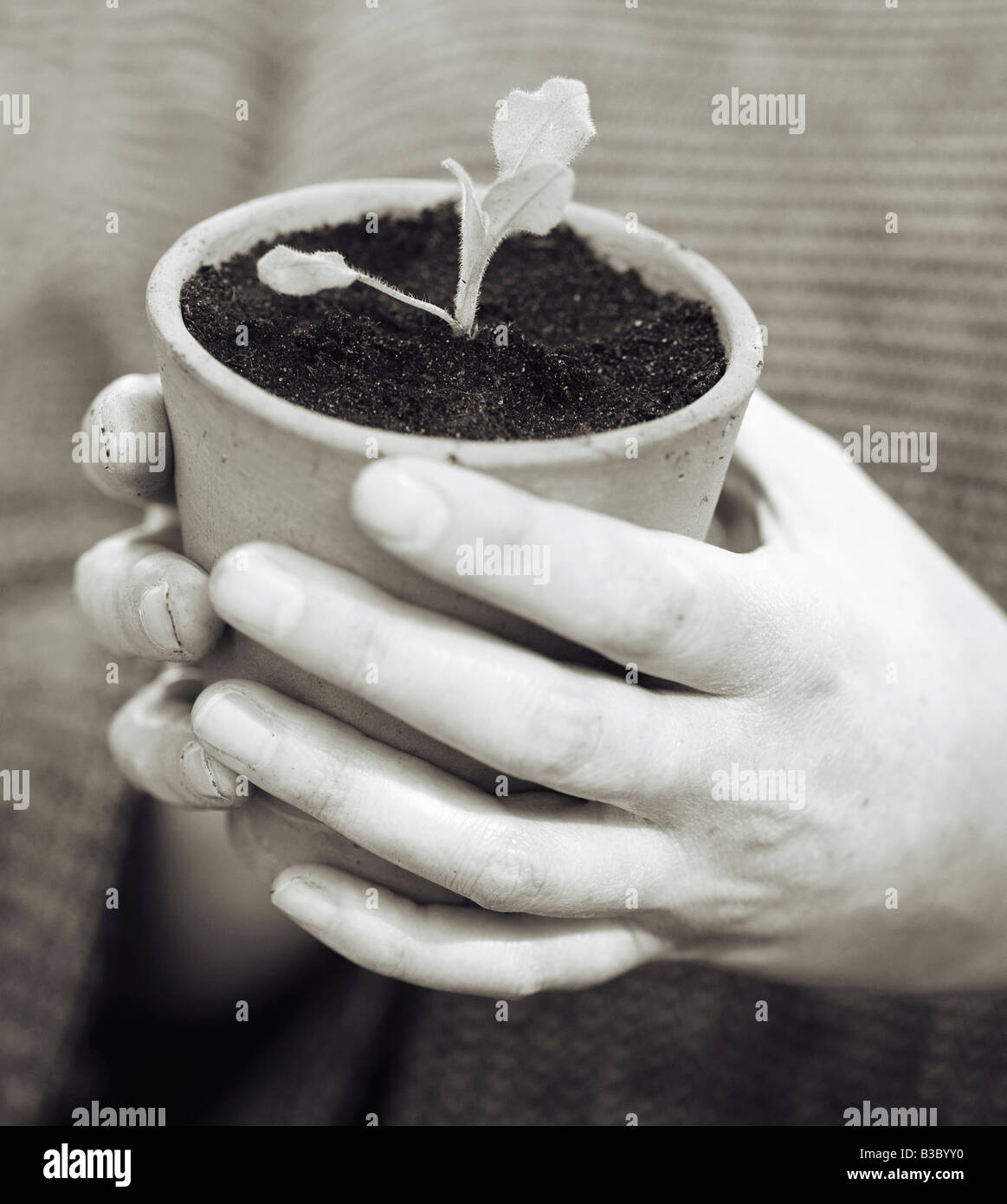 Hands holding a plant pot with sprouting plant Stock Photo - Alamy