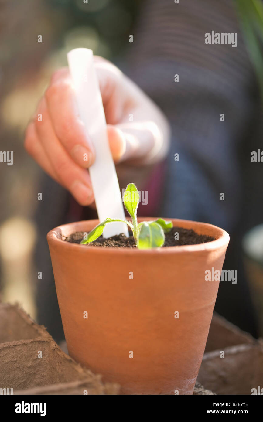 A plant being labeled Stock Photo - Alamy