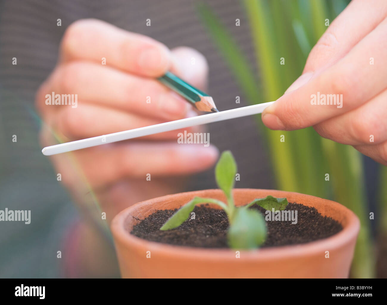 Labeled flower hi-res stock photography and images - Alamy