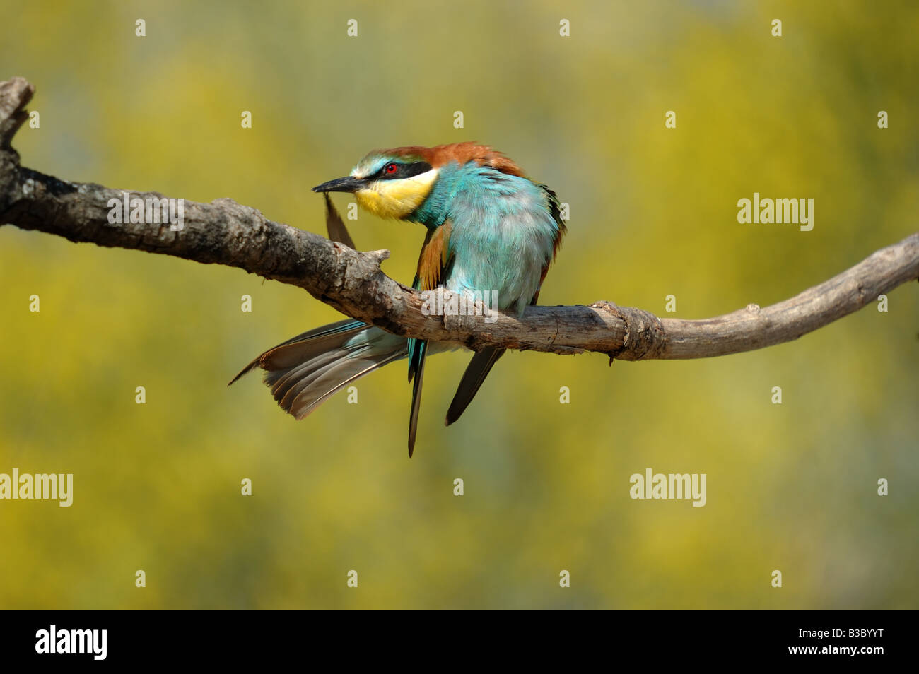 a photograph of a bird Stock Photo - Alamy