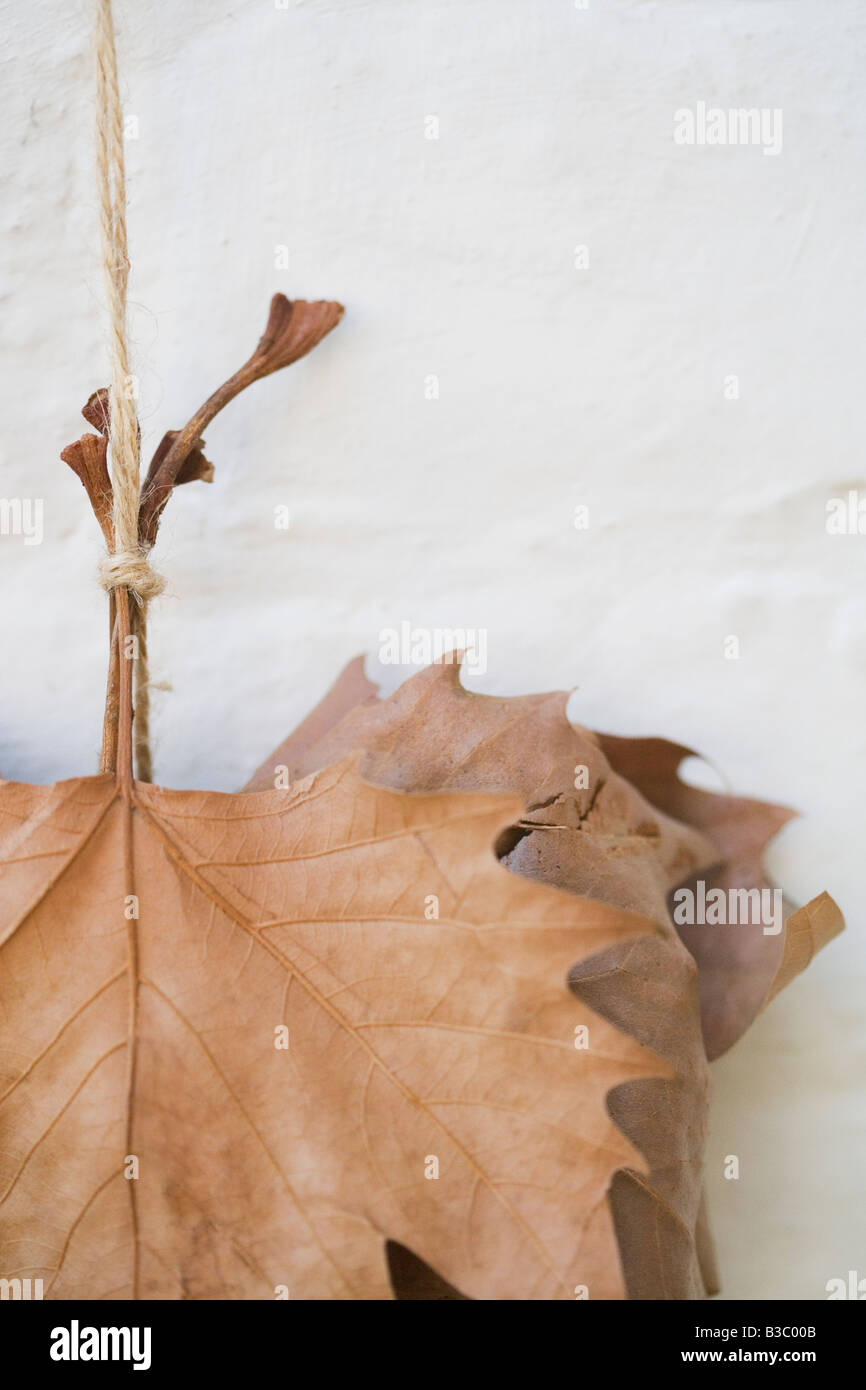 Maple leaf hanging from tree hi-res stock photography and images - Alamy
