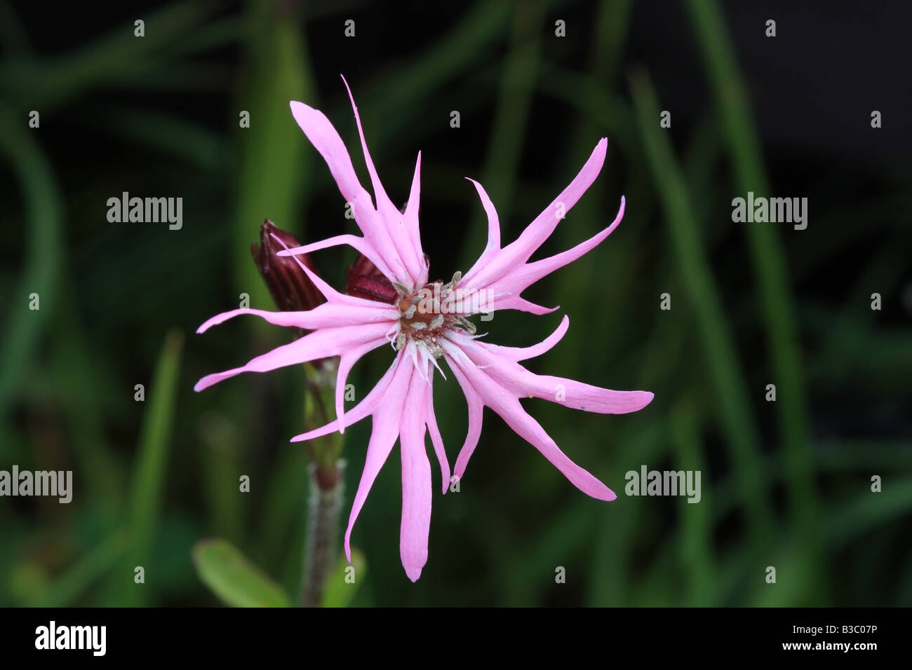 Ragged Robin Lychnis flos cuculi Flower Head Scotland Stock Photo - Alamy