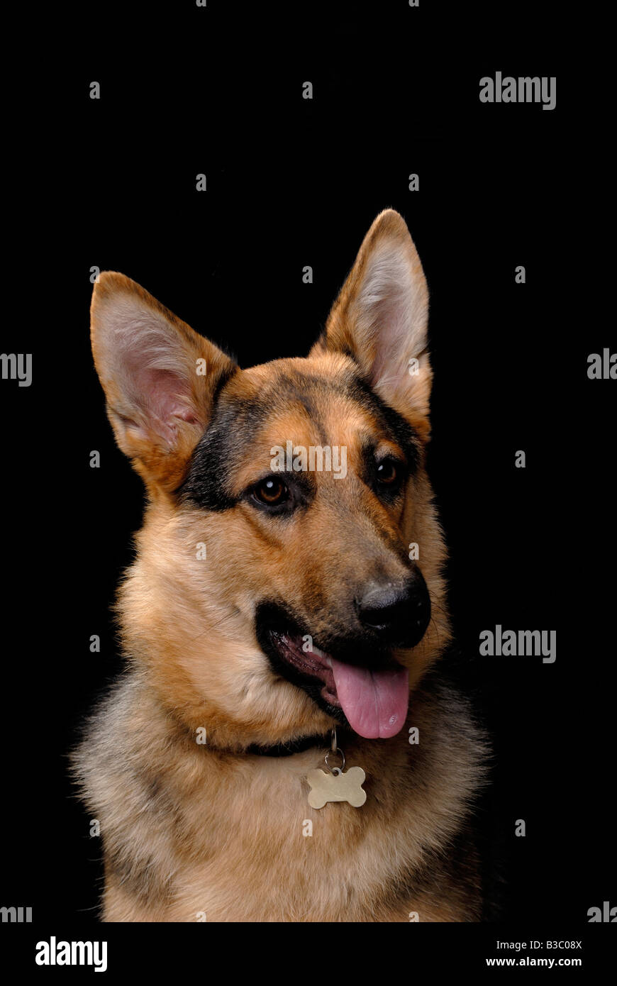 Alsatian german shepherd dog hi-res stock photography and images - Alamy