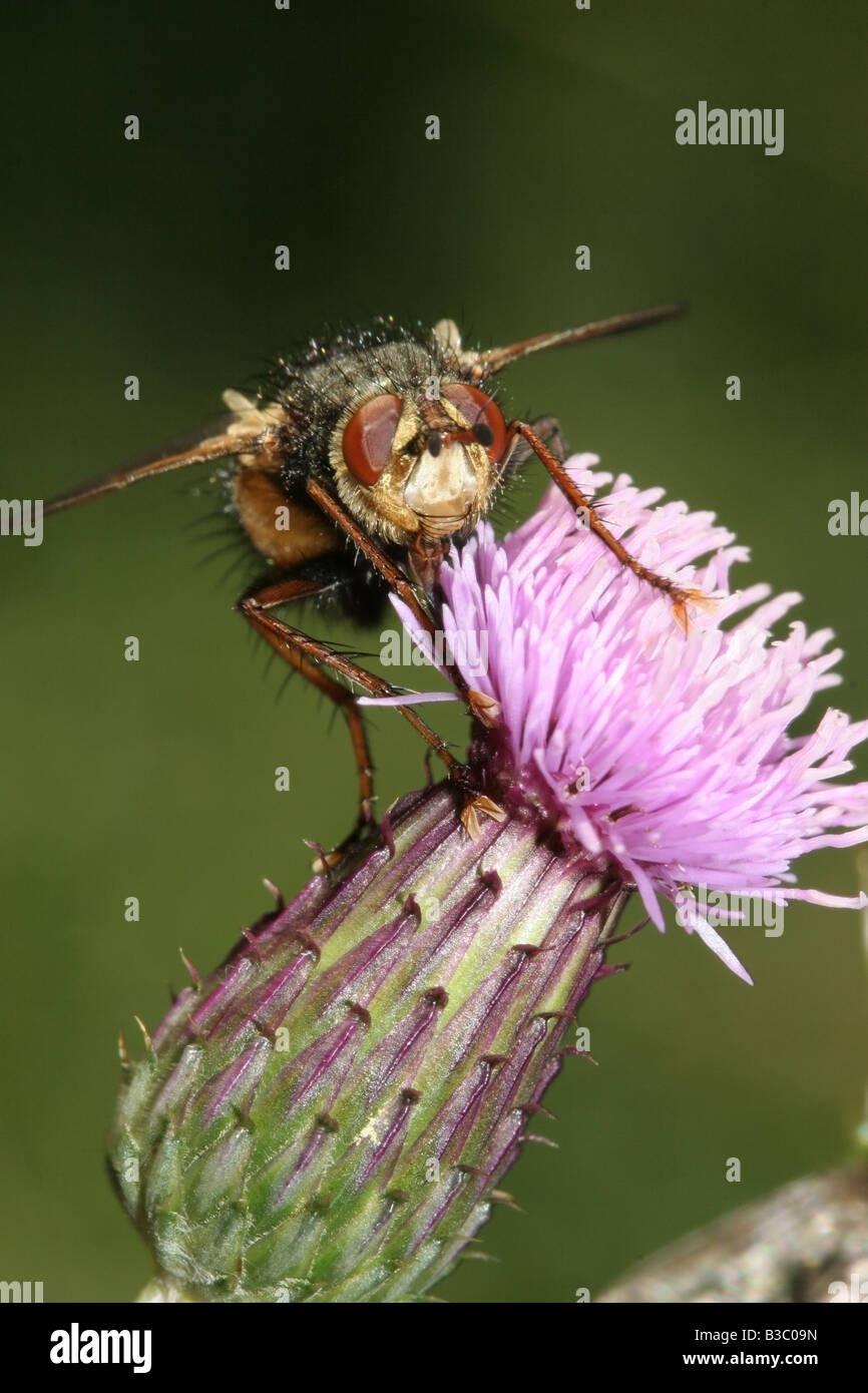 Fly Tachina fera Feeding on Flower Head Stock Photo - Alamy