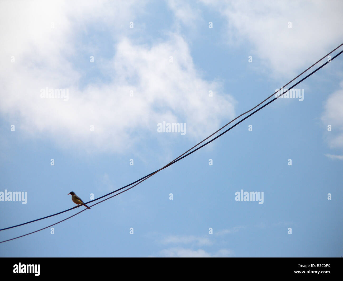 Bird on a telephone wird Stock Photo - Alamy