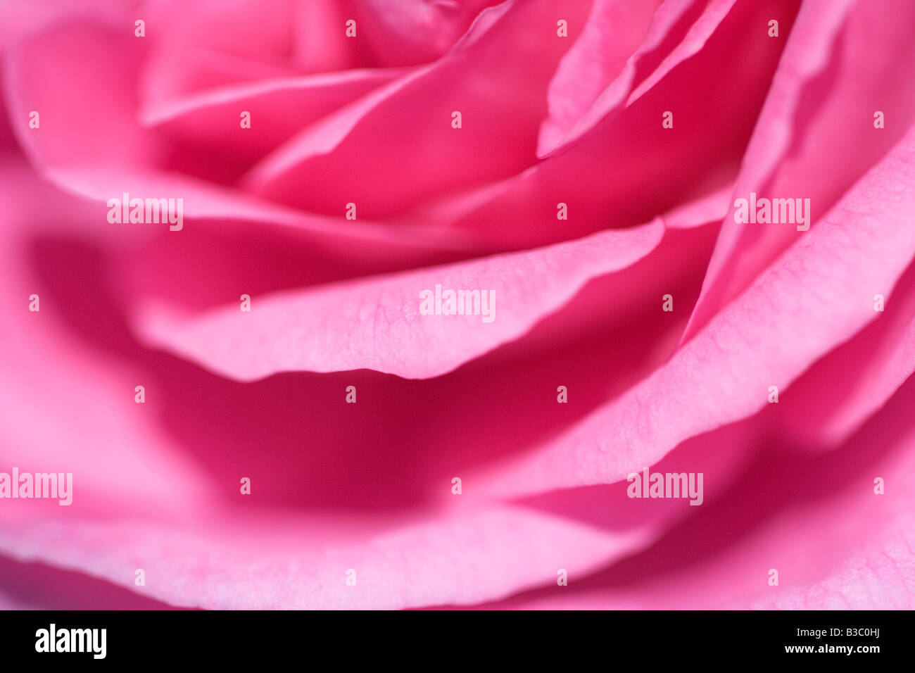 Delicate rose images hi-res stock photography and images - Alamy