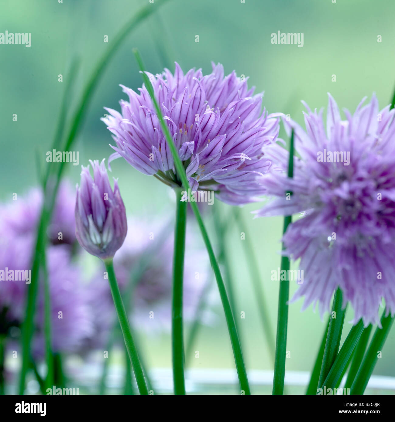 Pretty chives hi-res stock photography and images - Alamy