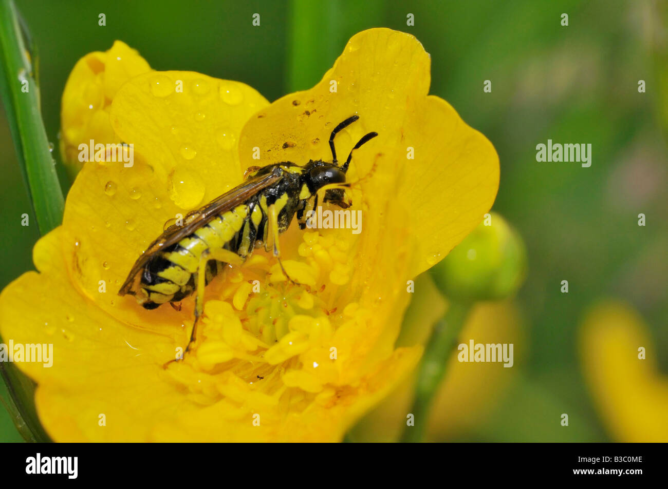 Sawfly on buttercup Tenthredo sp Stock Photo - Alamy