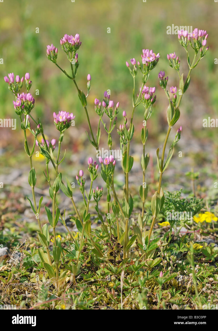 Common Centaury Centaurium erythraea Whole plant on disused railway ...