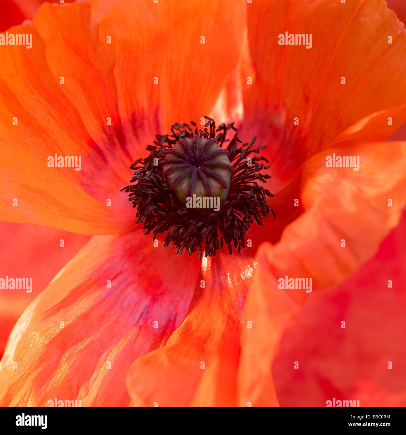 An orange oriental poppy, close-up Stock Photo - Alamy