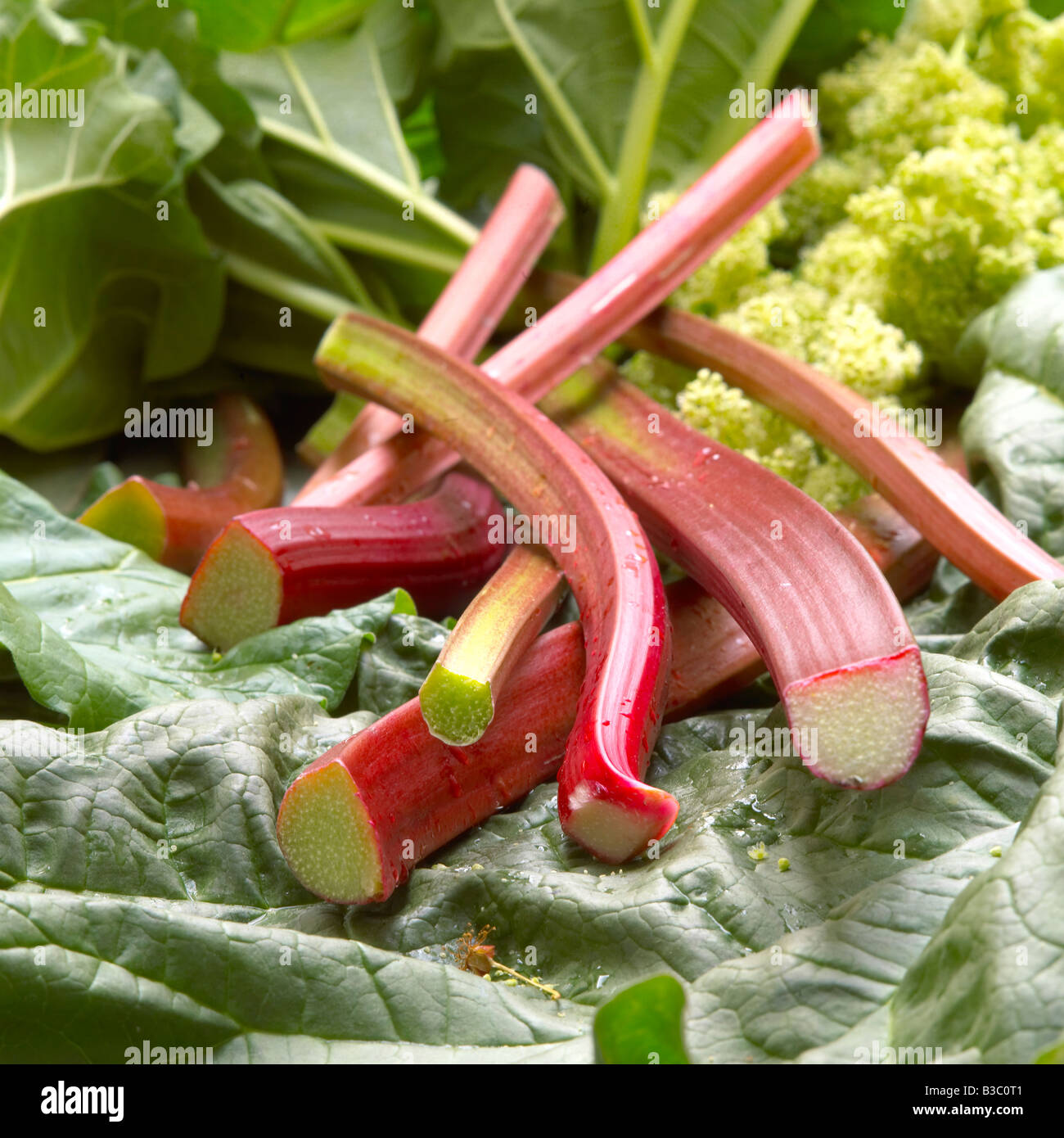 Freshly cut rhubarb Stock Photo - Alamy