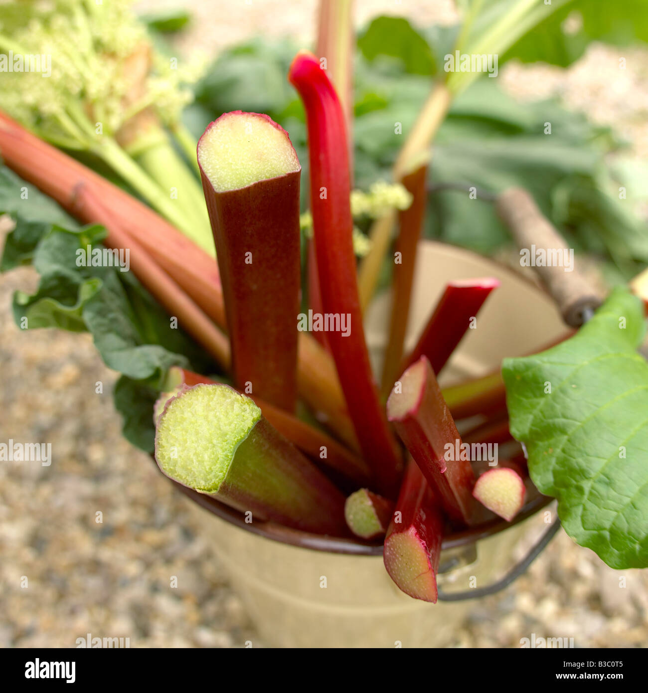 Rhubarb Garden Stock Photos & Rhubarb Garden Stock Images - Alamy