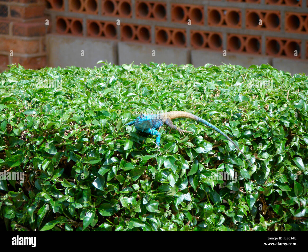 Blue headed tree agama hi-res stock photography and images - Alamy