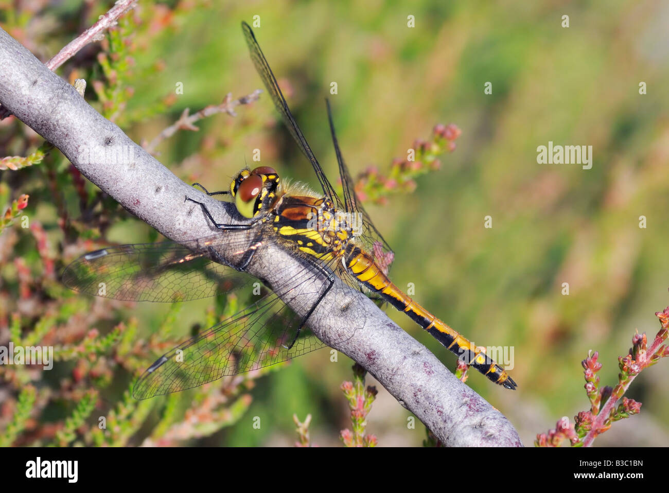 Black Darter Dragonfly Sympetrum danae Stock Photo - Alamy