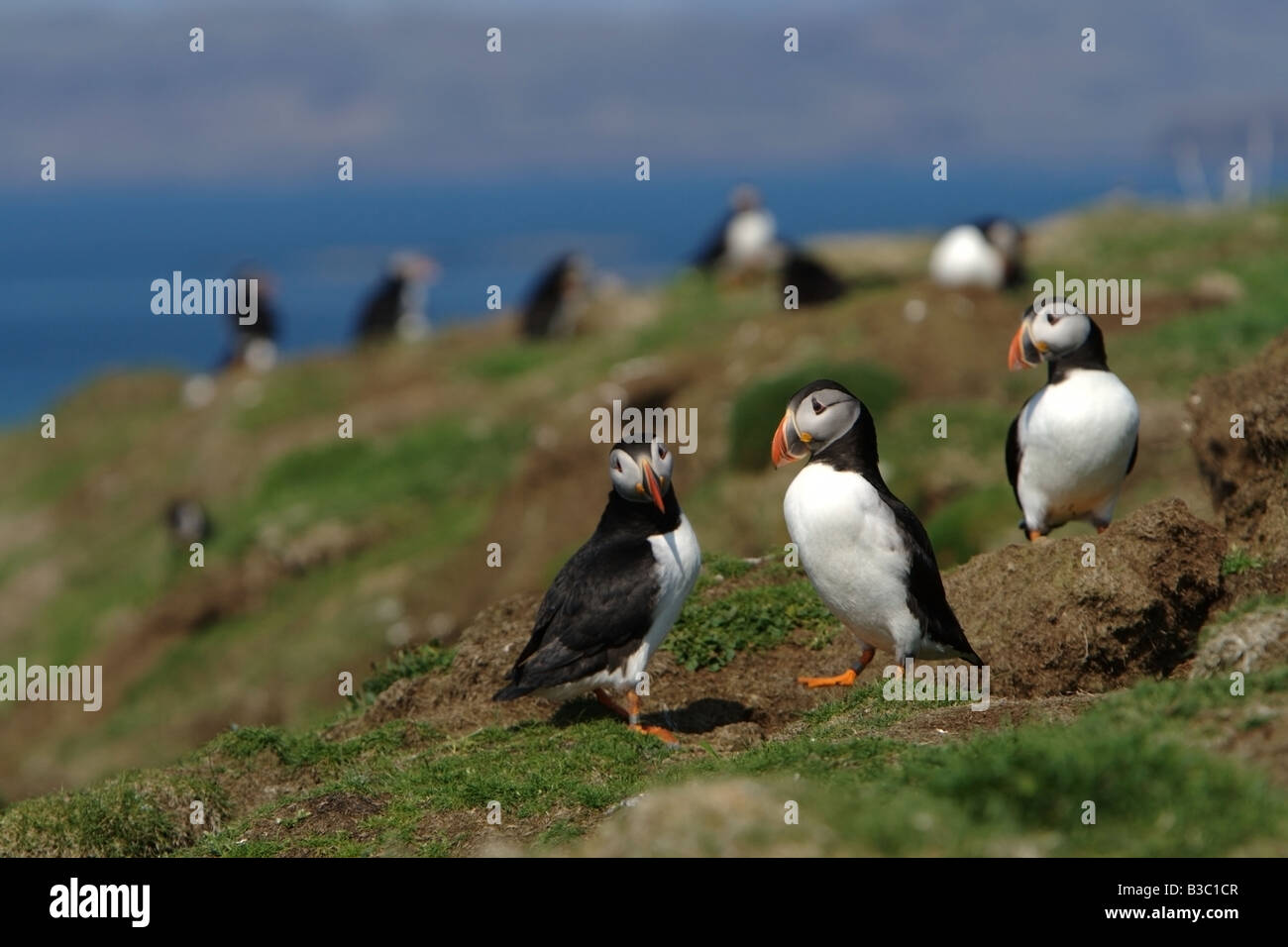 Puffin population hi-res stock photography and images - Alamy