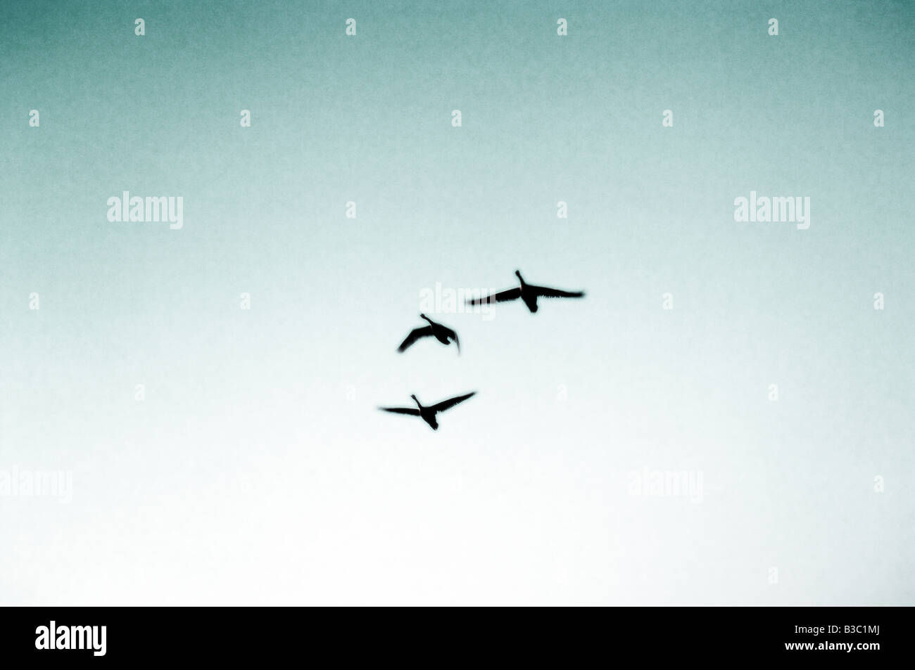 3 birds in blue sky hi-res stock photography and images - Alamy