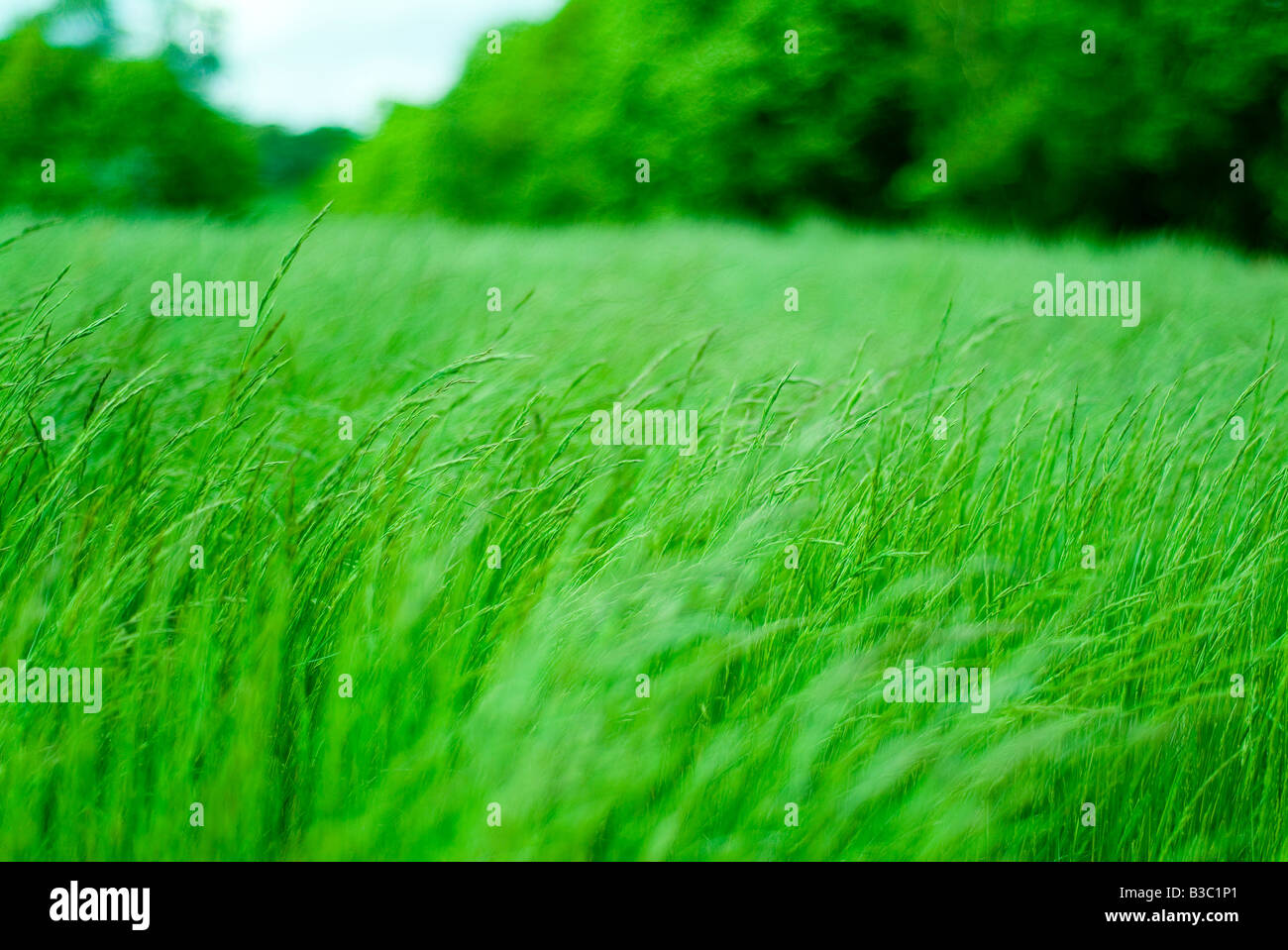 Summer grasses bending in hi-res stock photography and images - Alamy