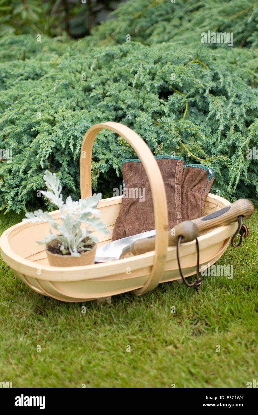 A trug containing a plant and gardening tools Stock Photo - Alamy