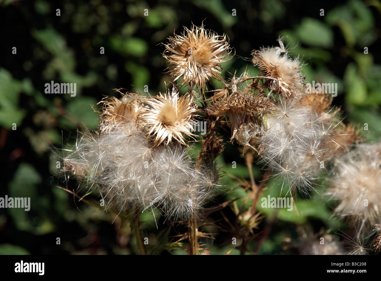 Thistle plant flower heads and seeds Stock Photo - Alamy