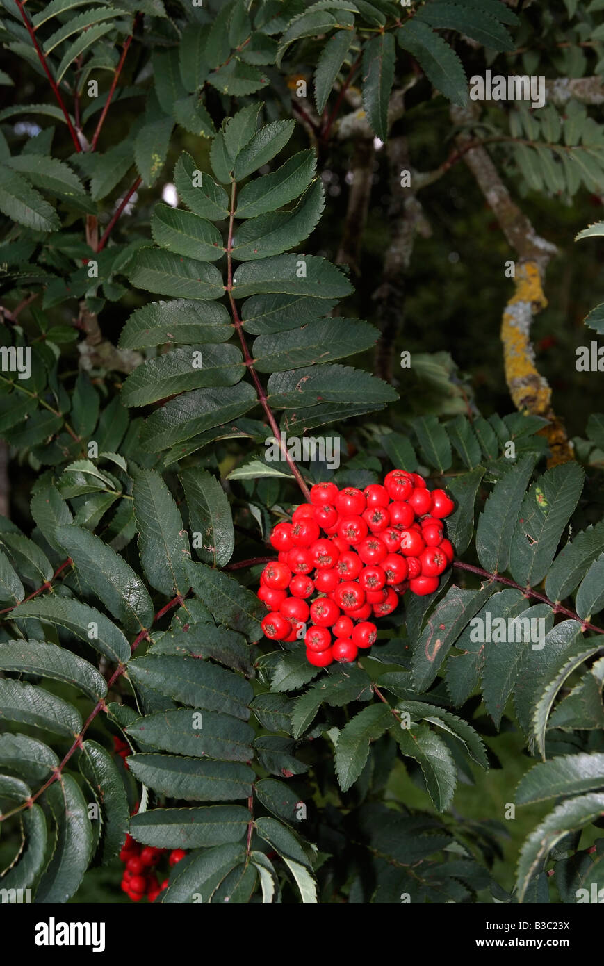 Mountain Ash tree with red berries England UK Stock Photo - Alamy