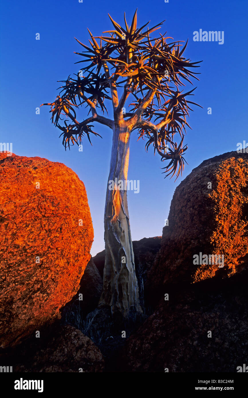 Quiver tree, Kokerboom (Aloe dichotoma), trees at last light, Namibia ...