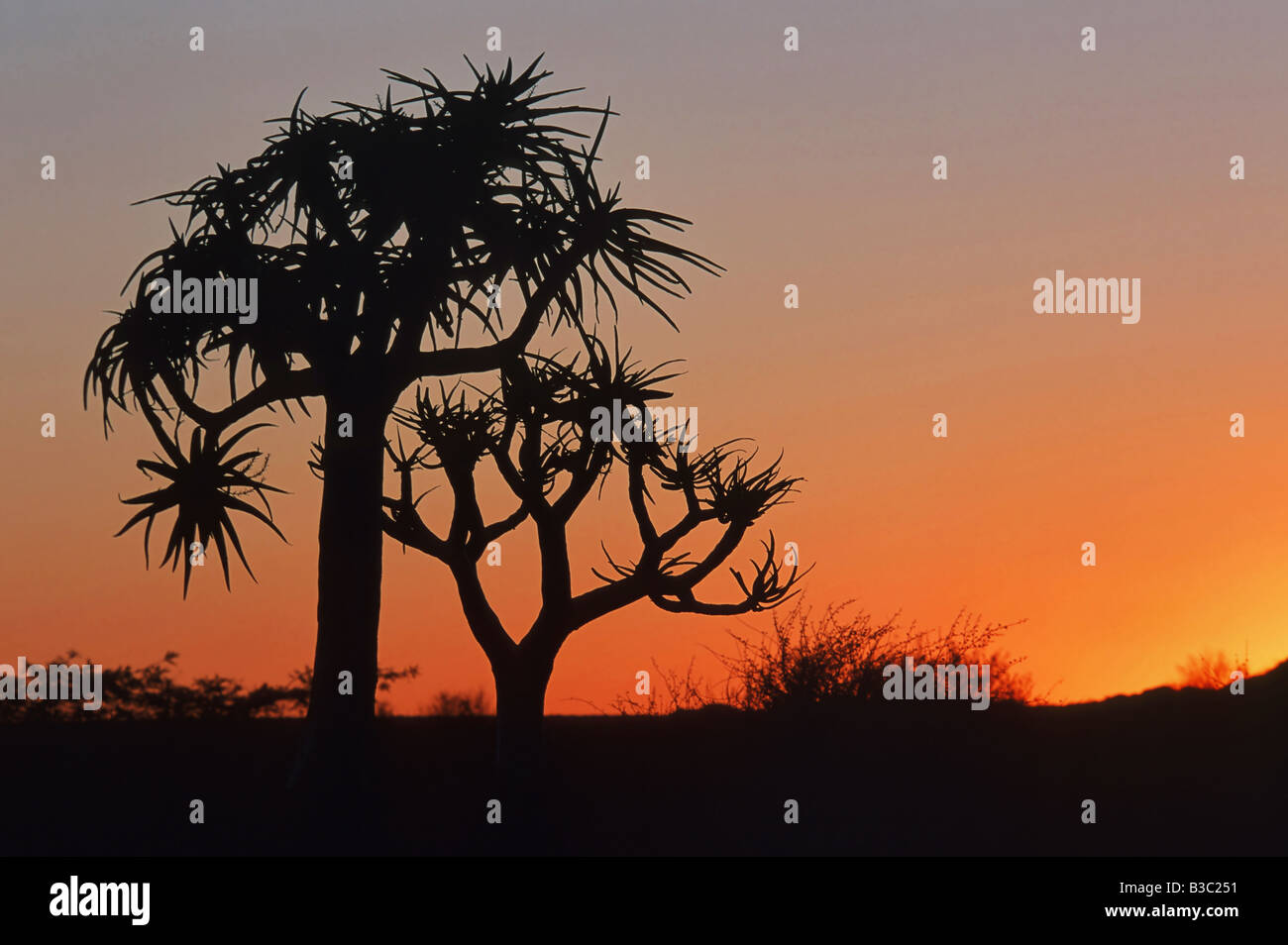Quiver tree Kokerboom Aloe dichotoma trees at sunset Namibia Africa ...