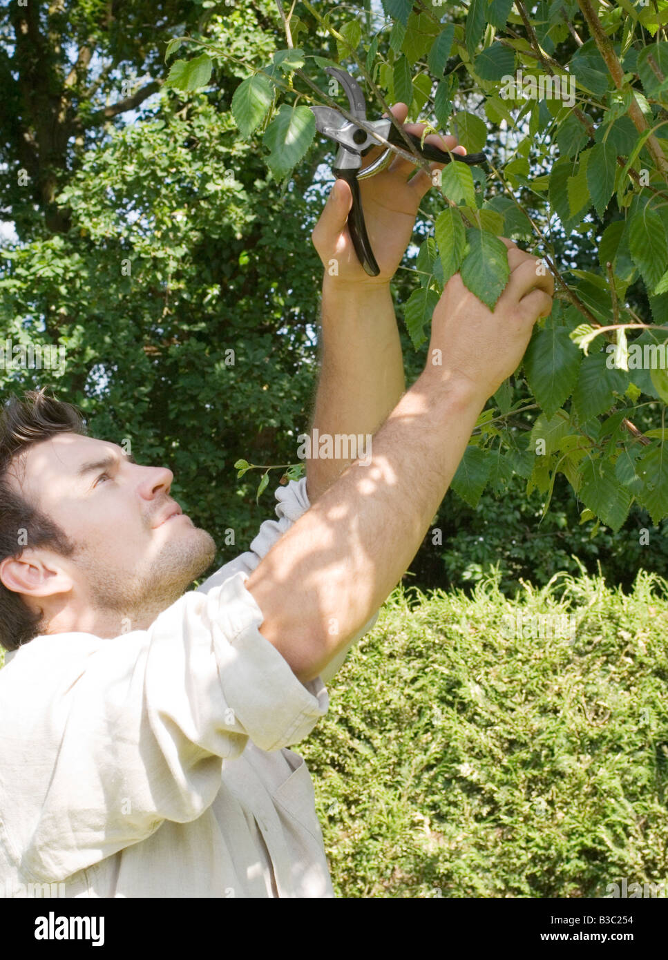 A man trimming a tree Stock Photo - Alamy