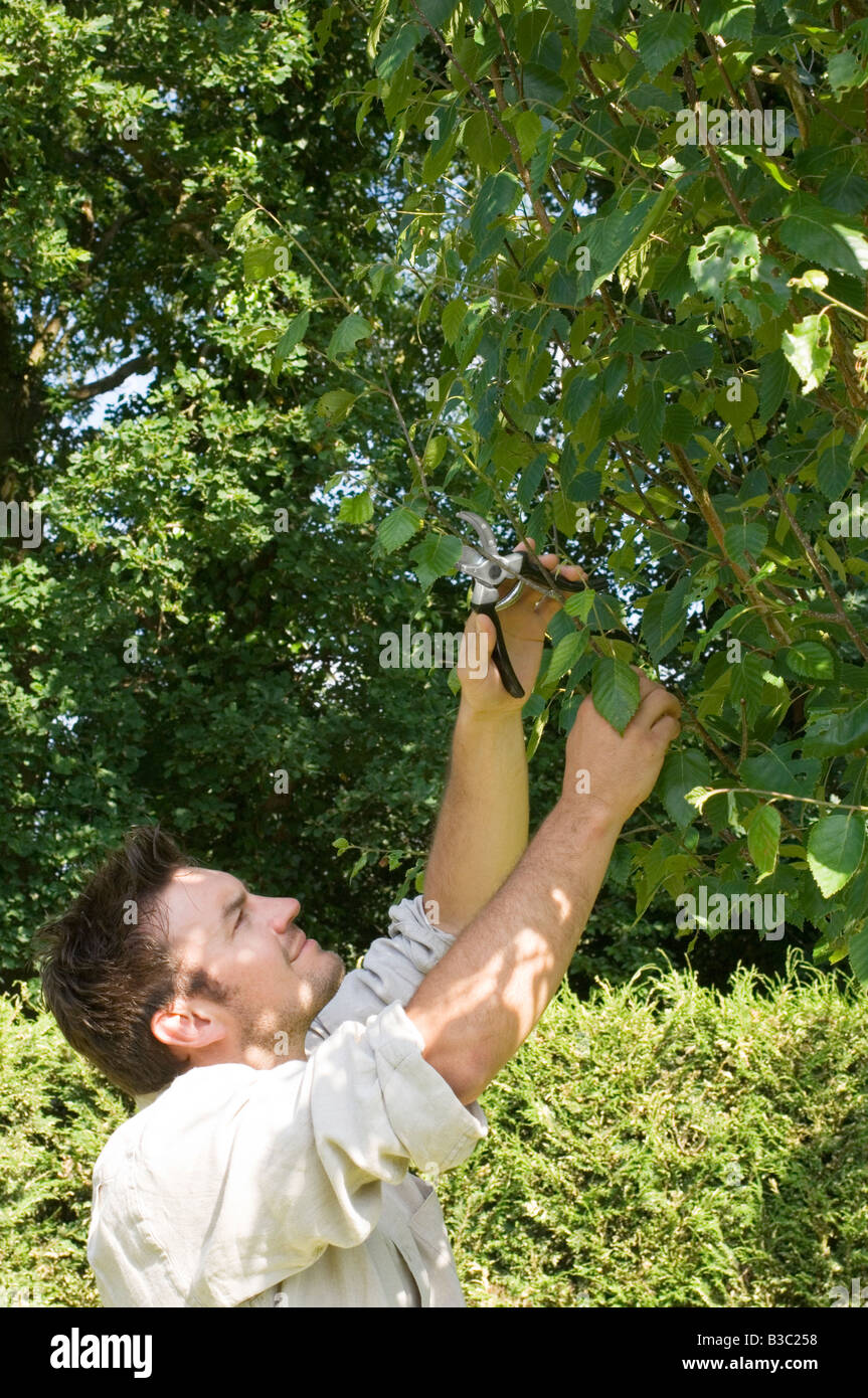 A man trimming a tree Stock Photo - Alamy
